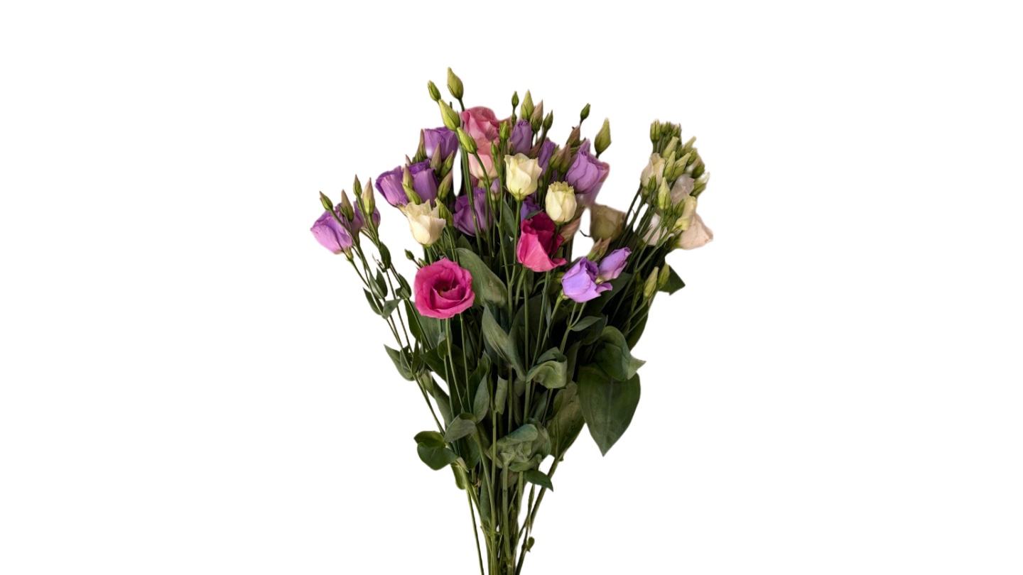 Lizijantus - Cvetni atelje Vukanić